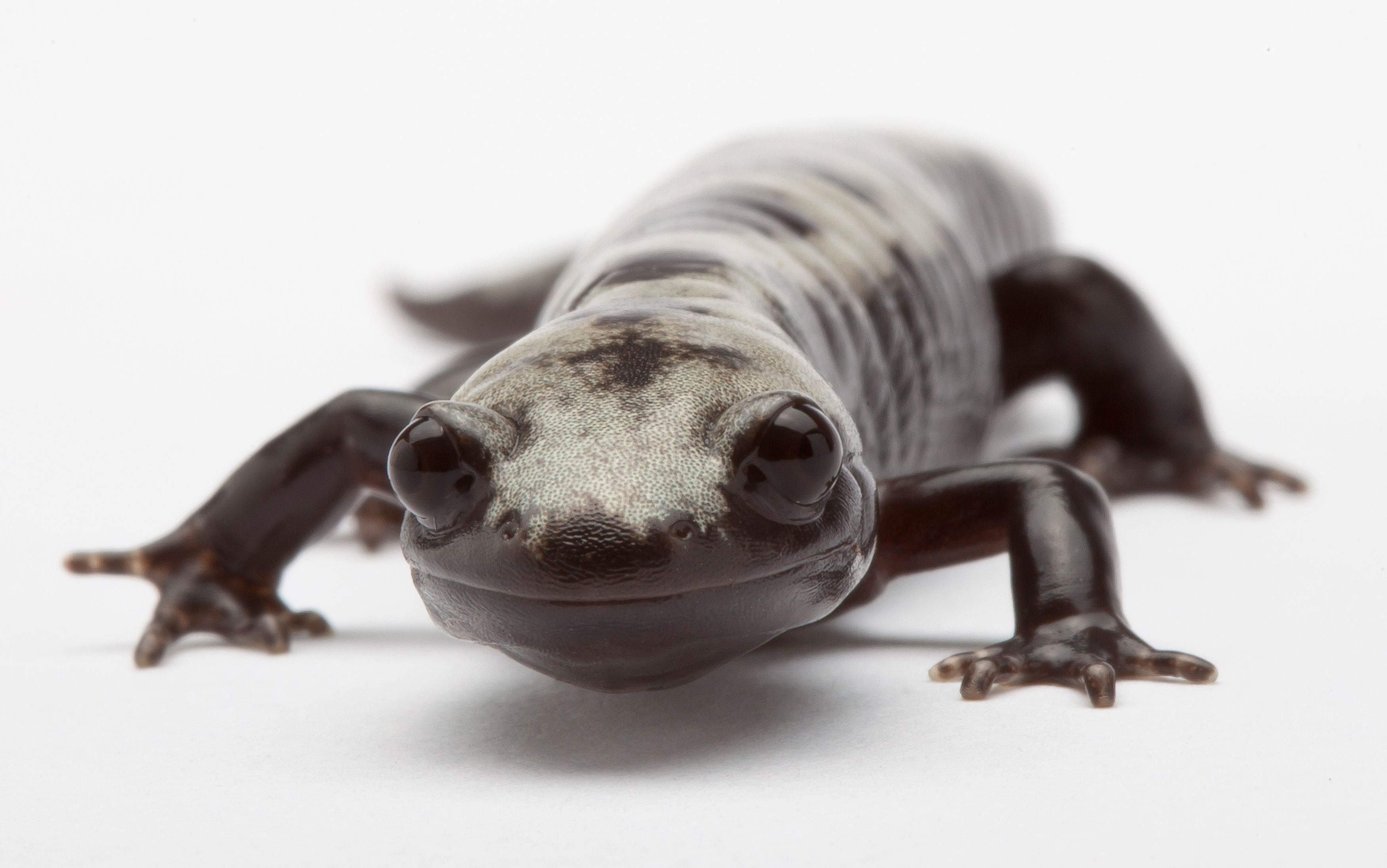 Evolution is a grand process that works even on a tiny scale | Aeon Essays