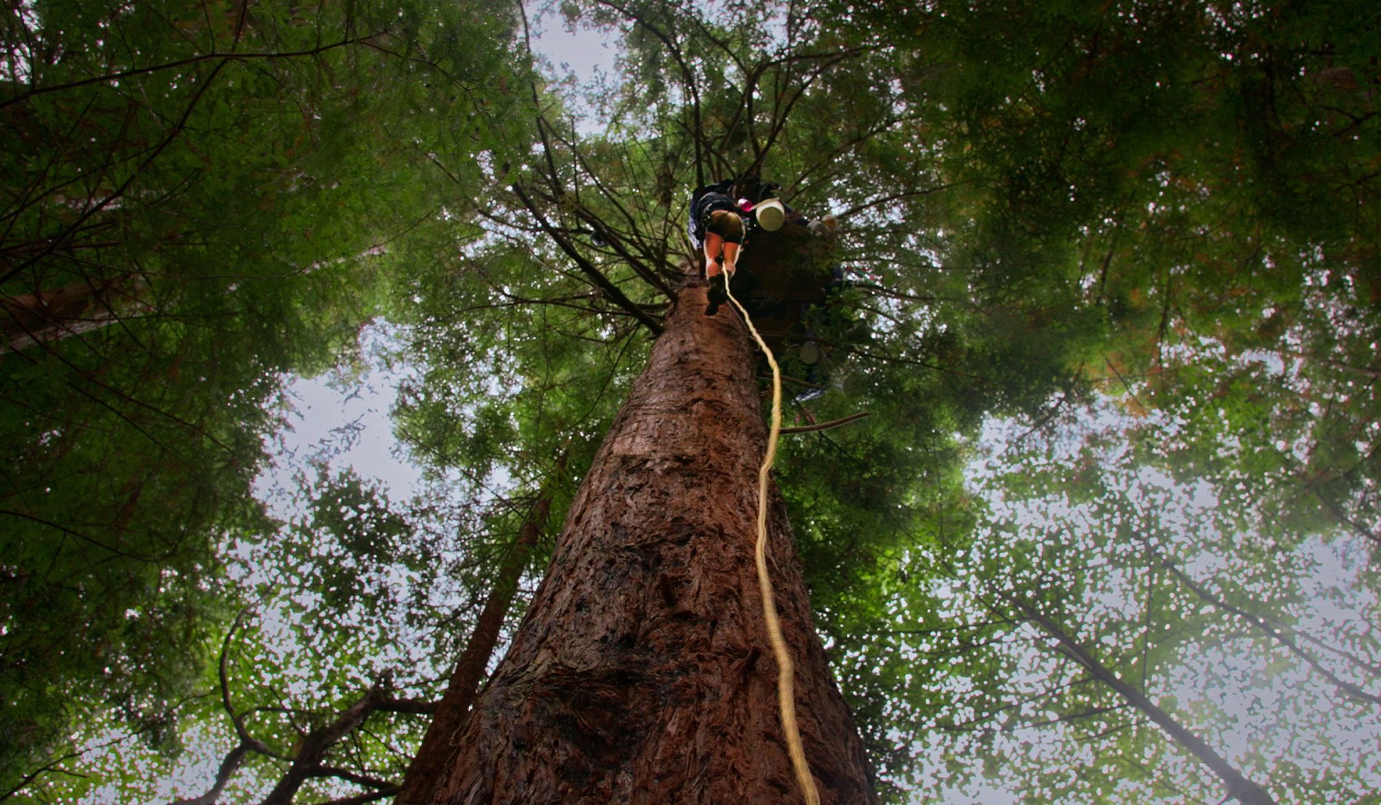 Tree-sit with activists as they fight industrial logging from 100 feet ...